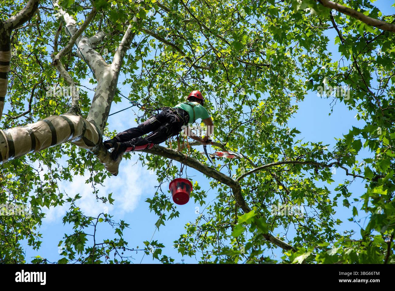 A tree climber touches the bell with his hand saw to show he has ...