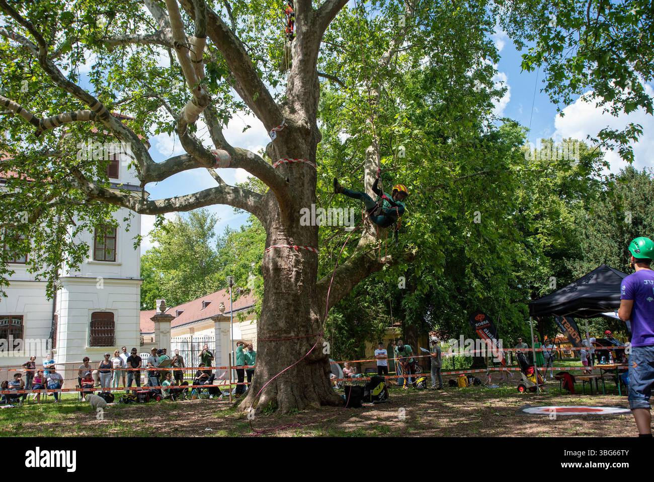 May 31, 2025, Tata, Hungary: A female tree climber jumps off from the ...