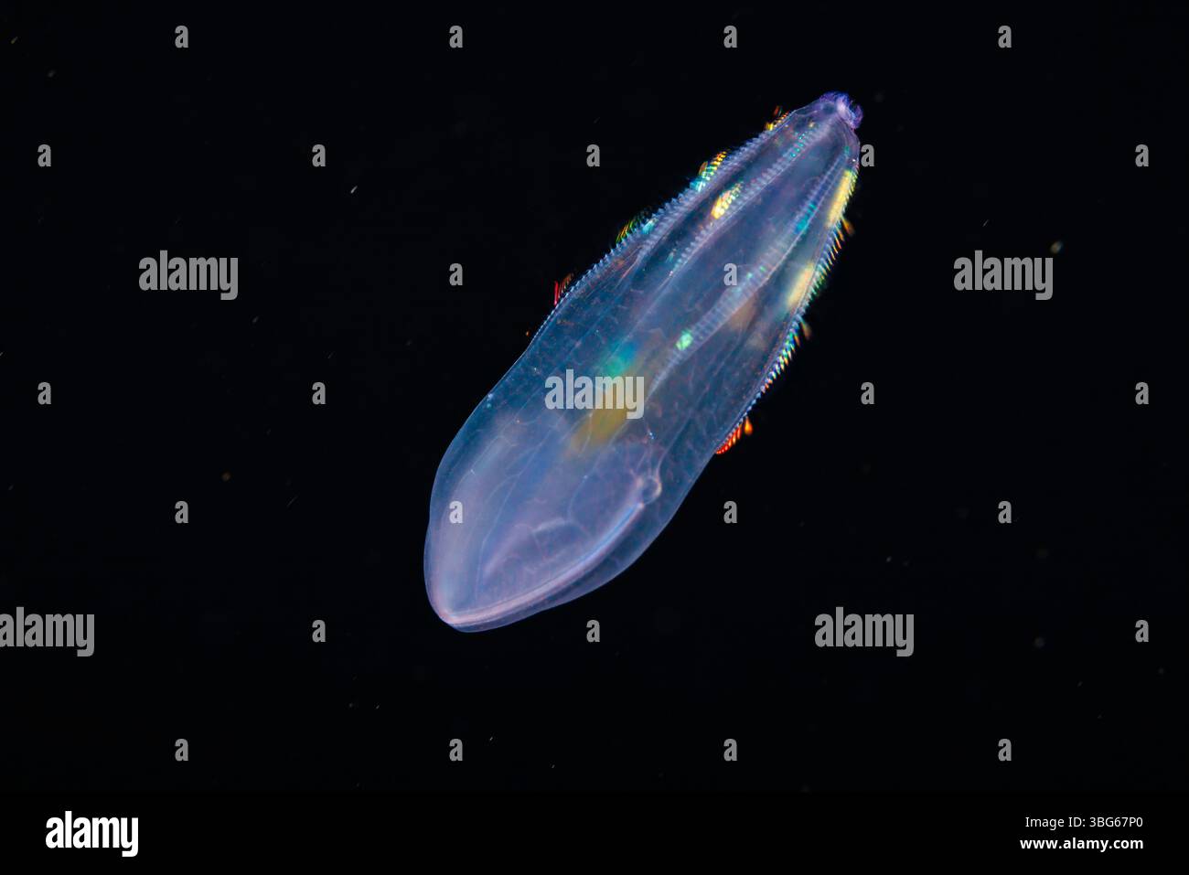 The ctenophore, Beroe forskalii, is also called a comb jelly and is ...