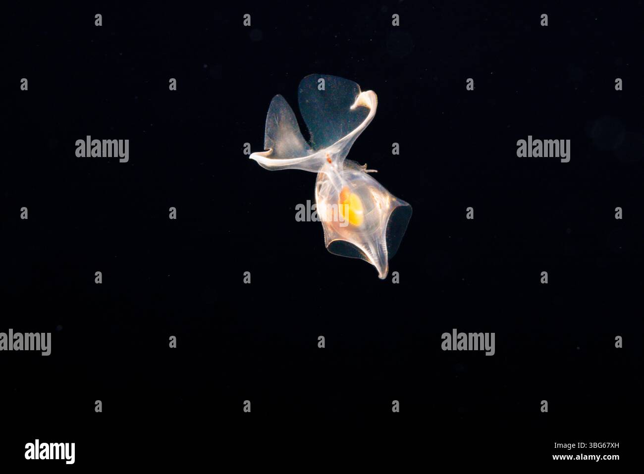 Pteropod, Cavolinia sp, photographed at night with the bottom 1500 ...