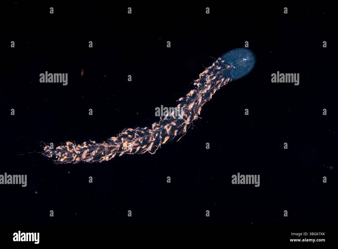 A siphonophore or hydrozoan, Forskalia formosa. This colonial organism ...