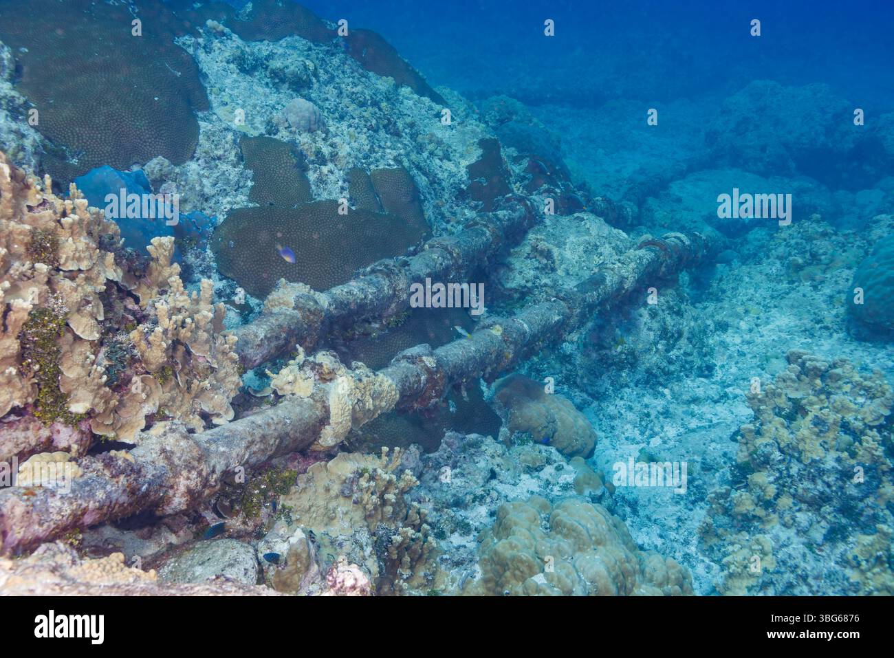 TransPacific undersea communication cables on the ocean floor off the ...