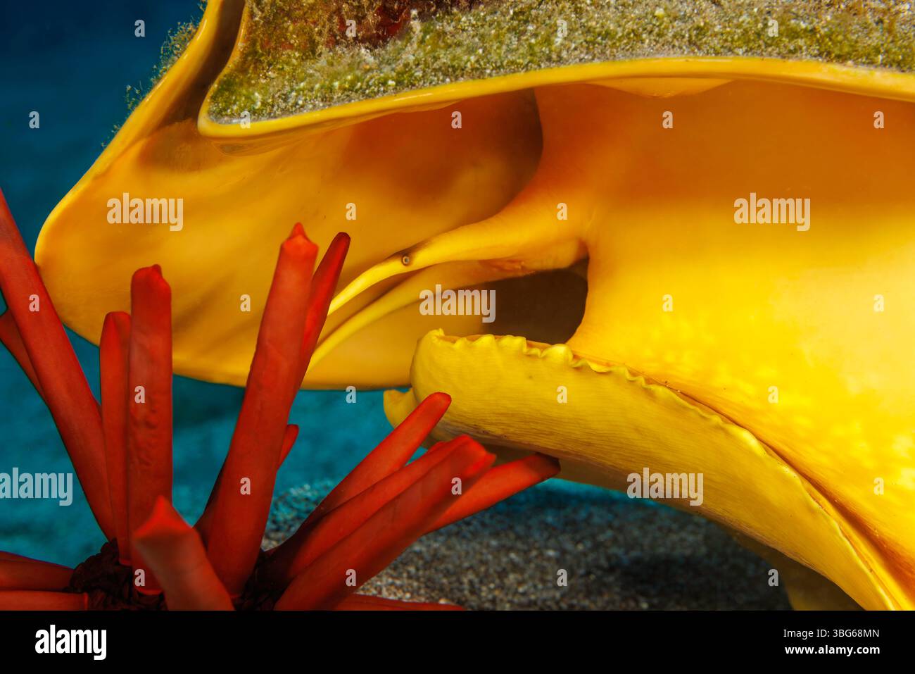 This horned helmet shell, Cassis cornuta, is pictured capturing a sea ...