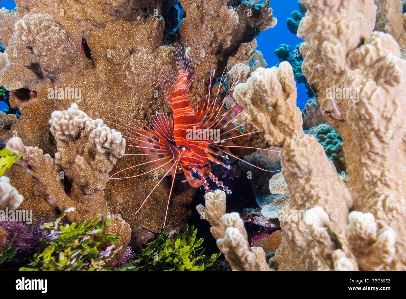 Venomous fish guam hi-res stock photography and images - Alamy