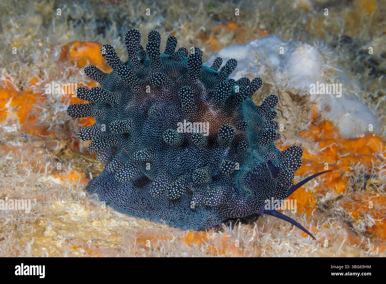Live mole cowry, Cypraea talpa, photographed at night showing its ...