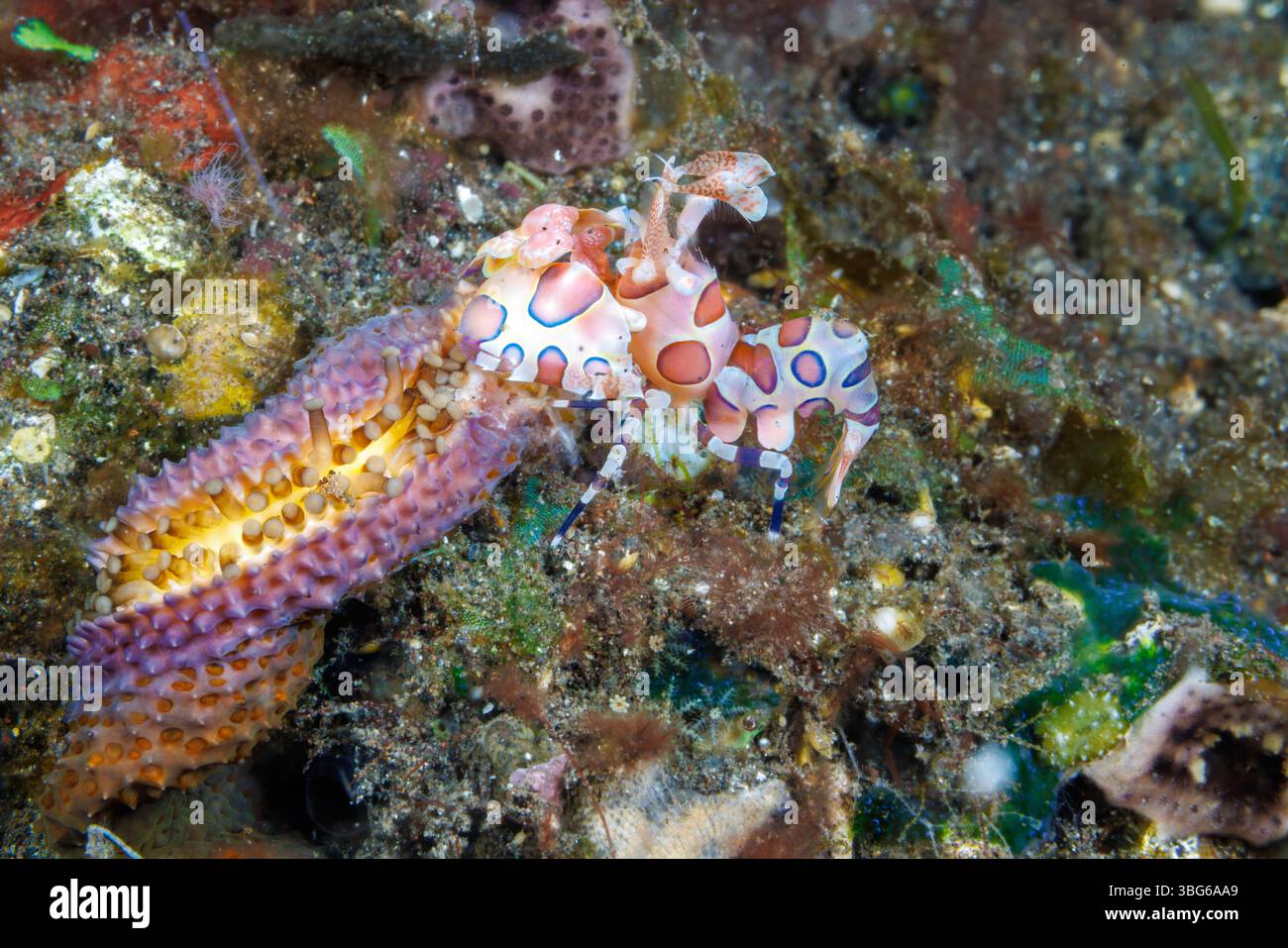 A blue harlequin shrimp, Hymenocera picta, holding an arm of a seastar ...