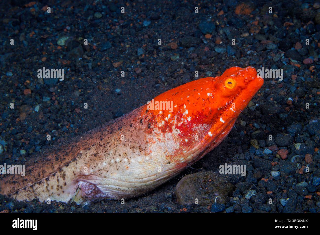 A close look at a Henshaw's snake eel, Brachysomophis henshawi, also ...