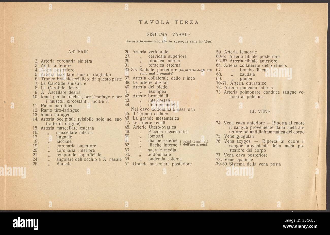 The anatomical diagram on this page from 'La Vacca' reveals the ...