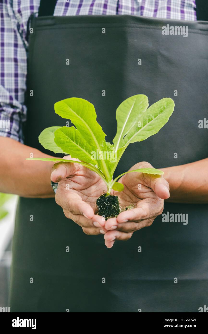 closeup farmer hand holding green cos plant, Organic vegetable clean ...