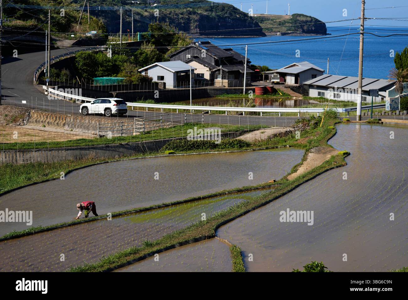 A woman plants rice in a terrace rice field in Ikitsuki island in ...