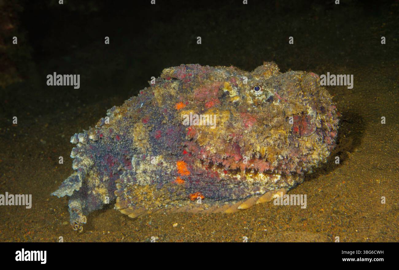 The stonefish, Synanceia verrucosa, are carnivorous ray-finned fish ...