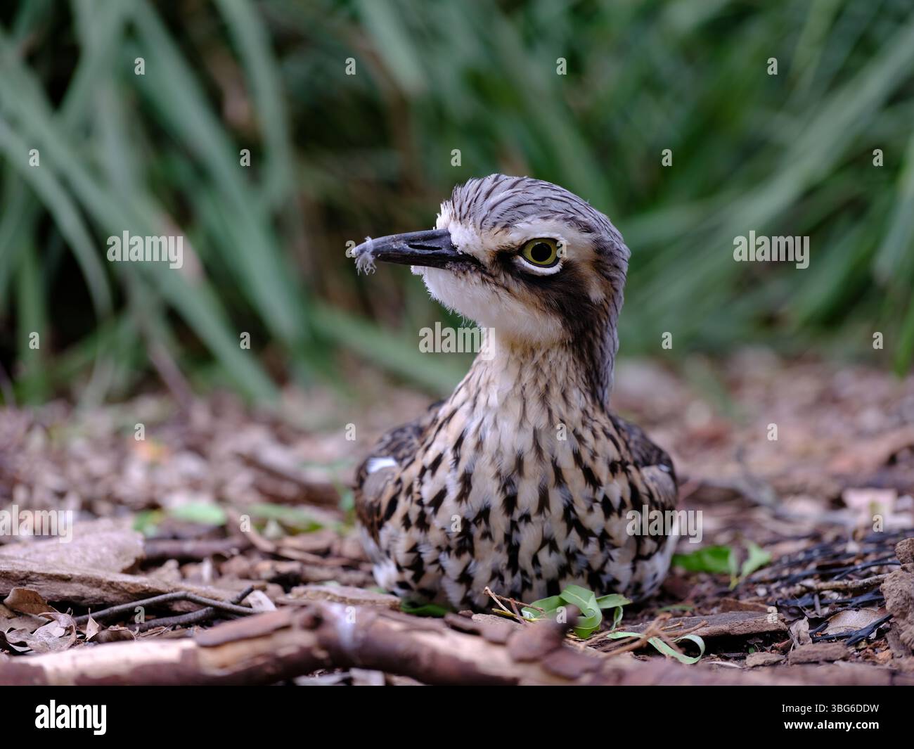 Elegant striking slender Bush Stone-Curlew with camouflaged plumage ...