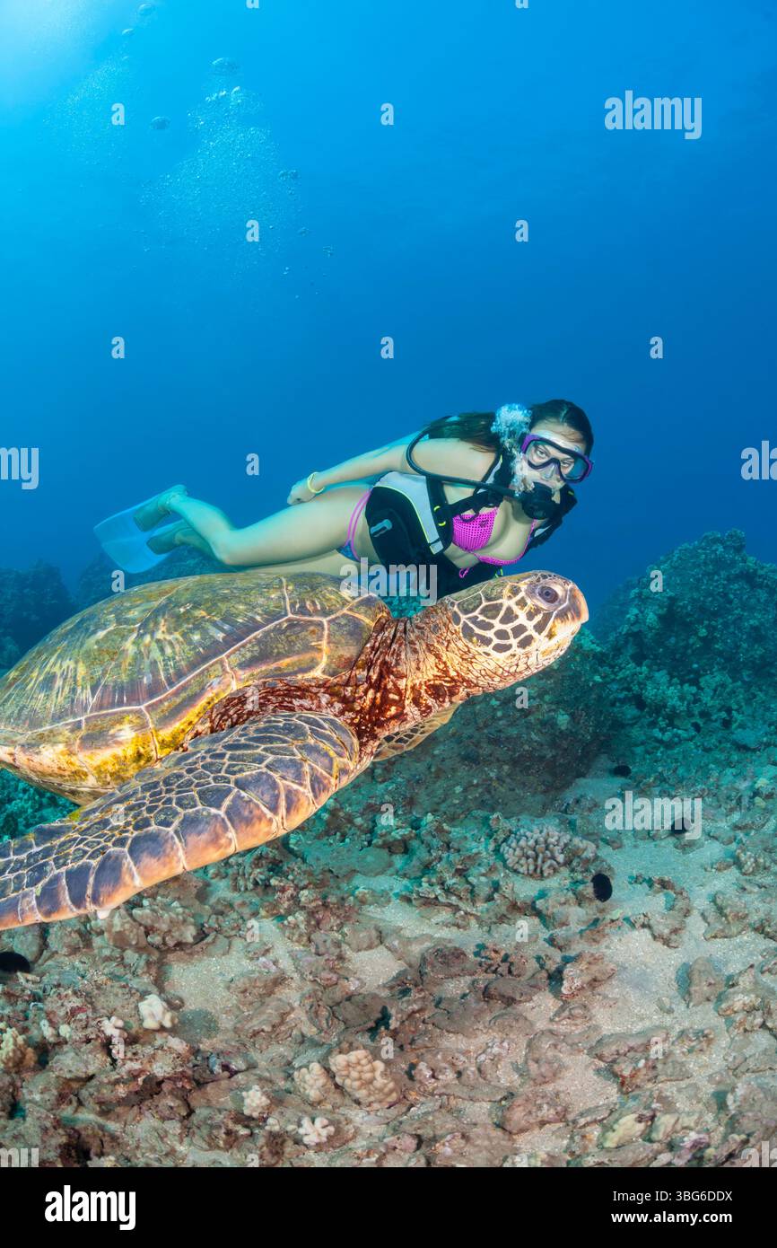 Marine megafauna art hi-res stock photography and images - Alamy