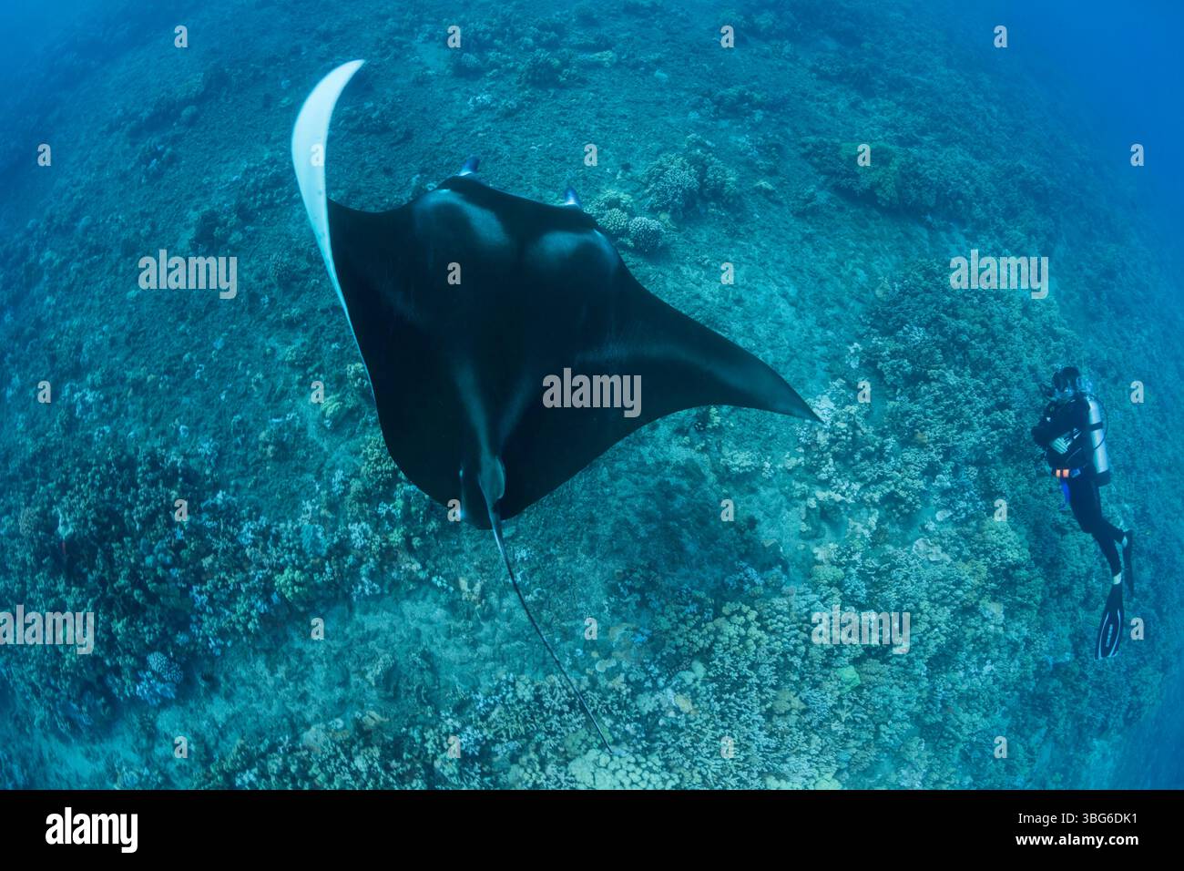 Manta ray gills close up hi-res stock photography and images - Alamy