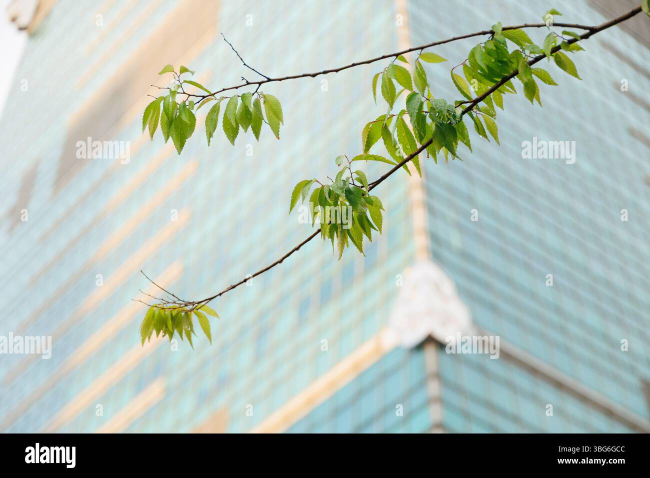 Modern downtown office building with plant tree nature for fresh air ...