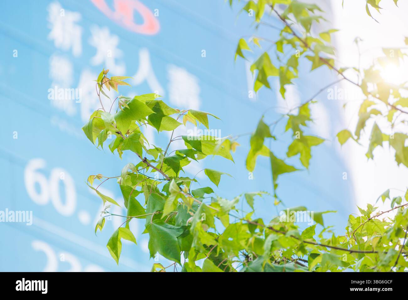 Modern downtown office building with plant tree nature for fresh air ...