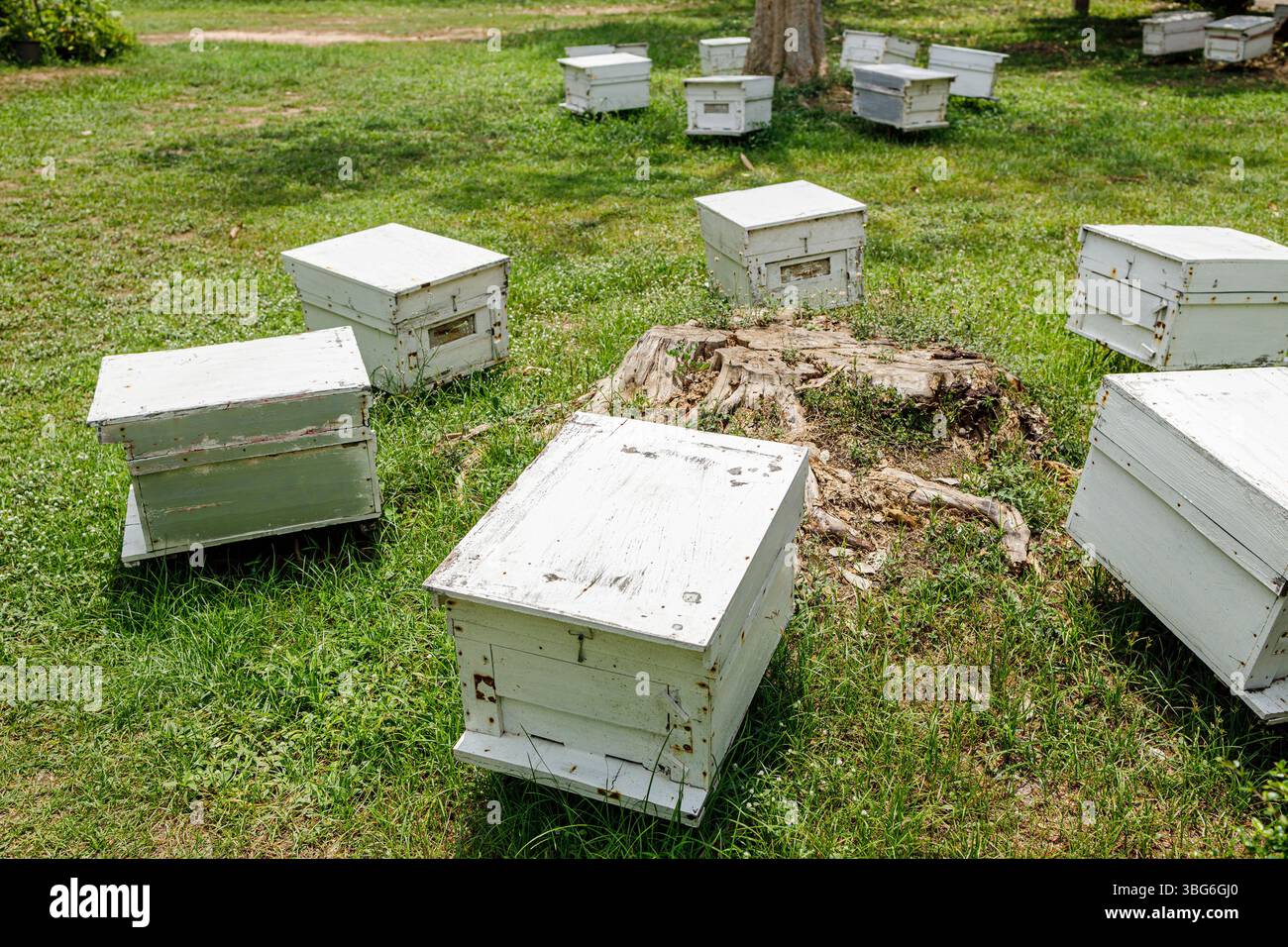 Apiculture, Growing bee in agriculture farm process for honey extract ...