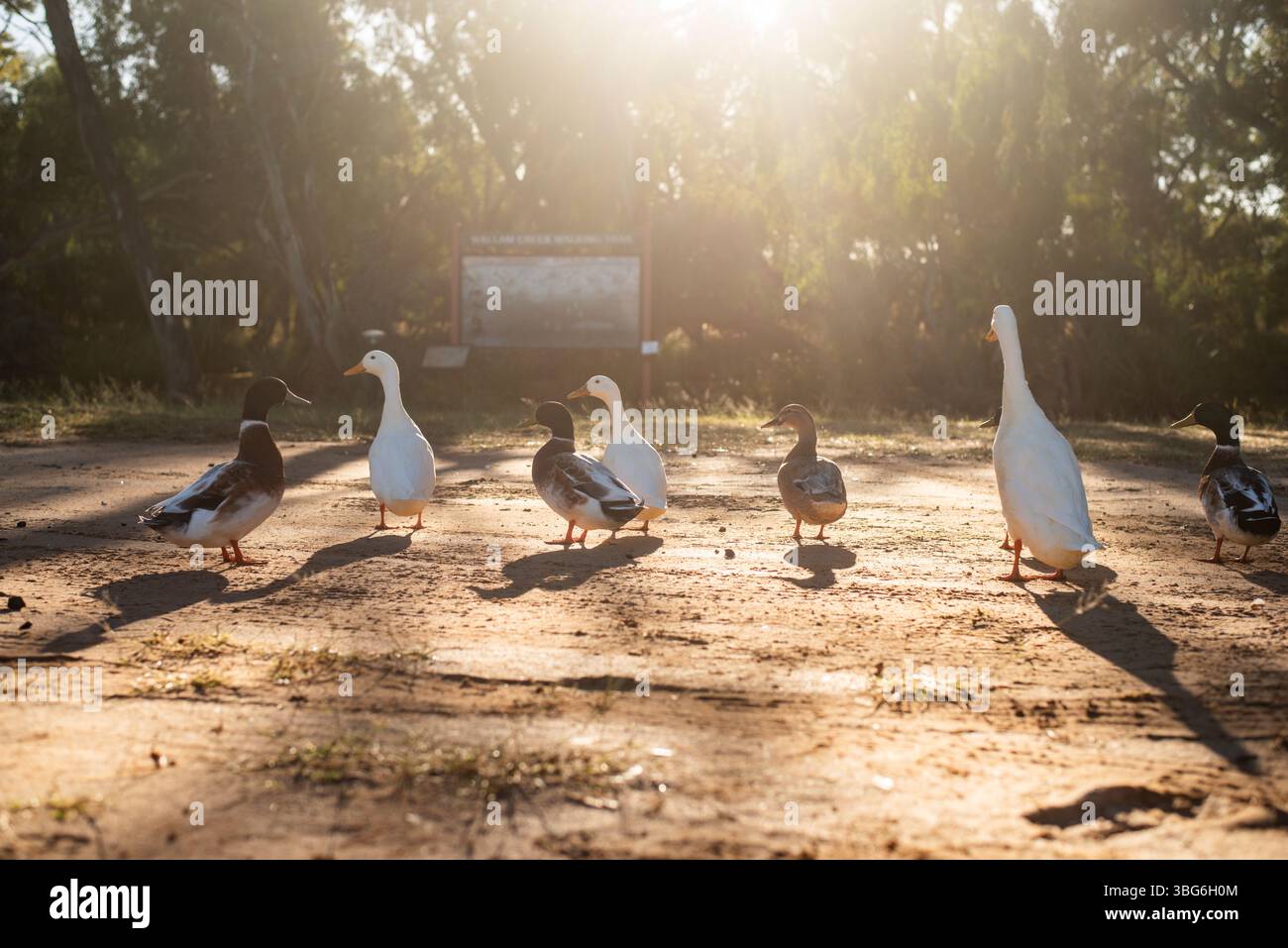 Ducks in sunset beautiful light hi-res stock photography and images - Alamy