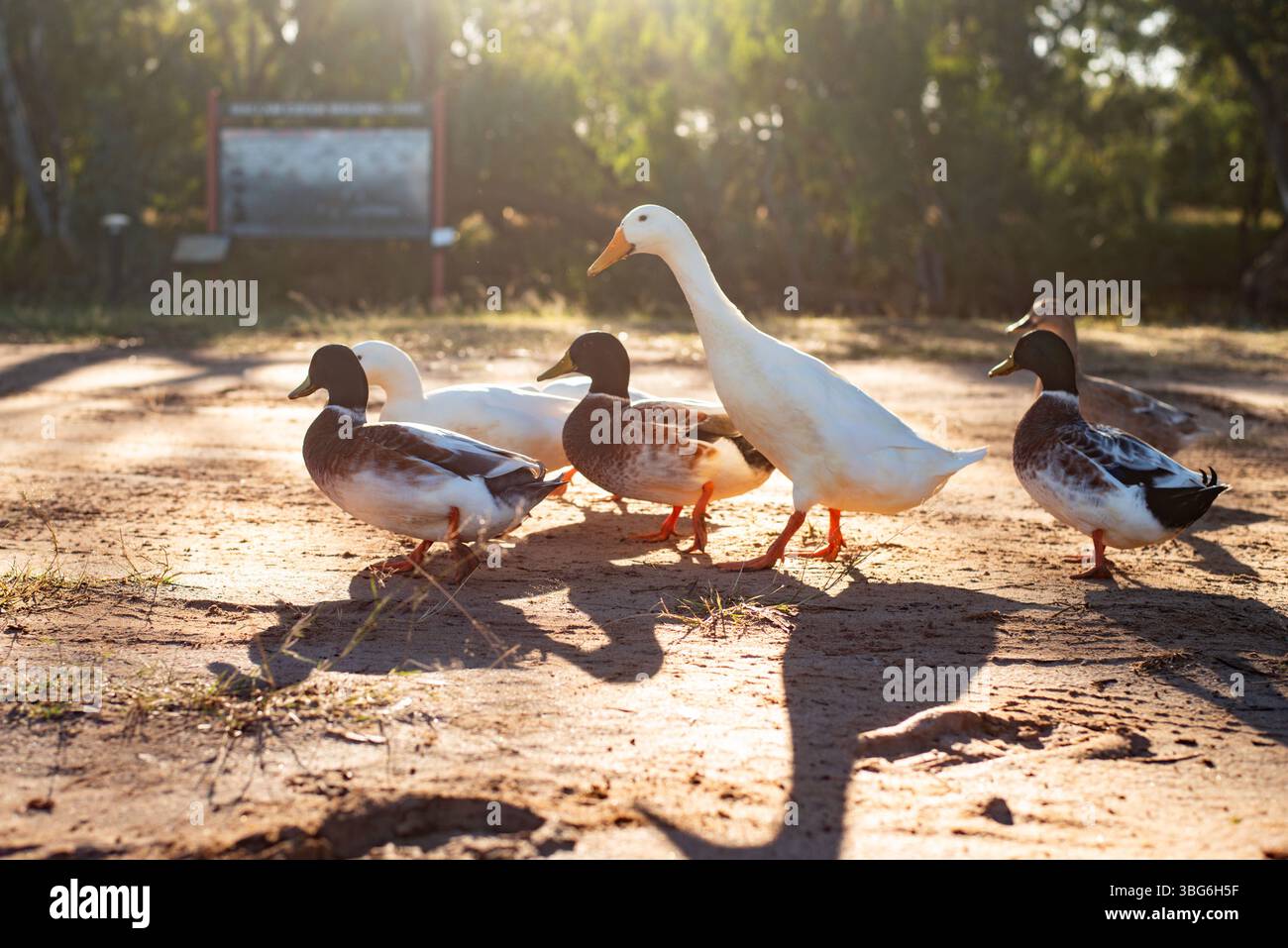 Ducks in sunset beautiful light hi-res stock photography and images - Alamy