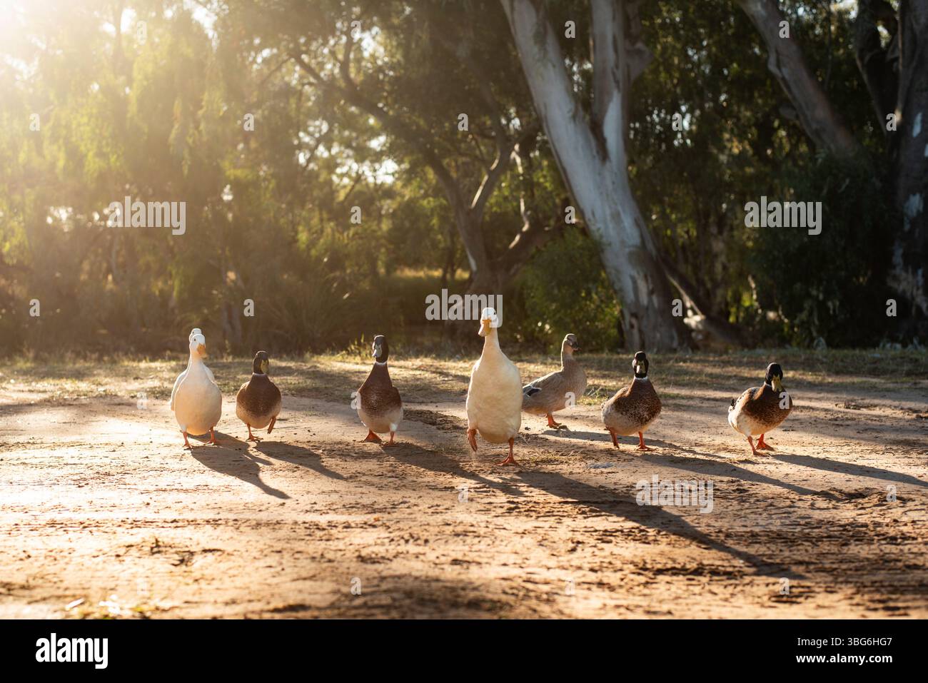 Ducks in sunset beautiful light hi-res stock photography and images - Alamy