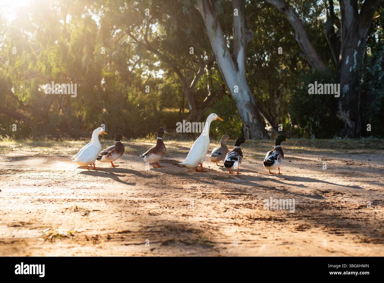 Flock ducks in countryside hi-res stock photography and images - Alamy
