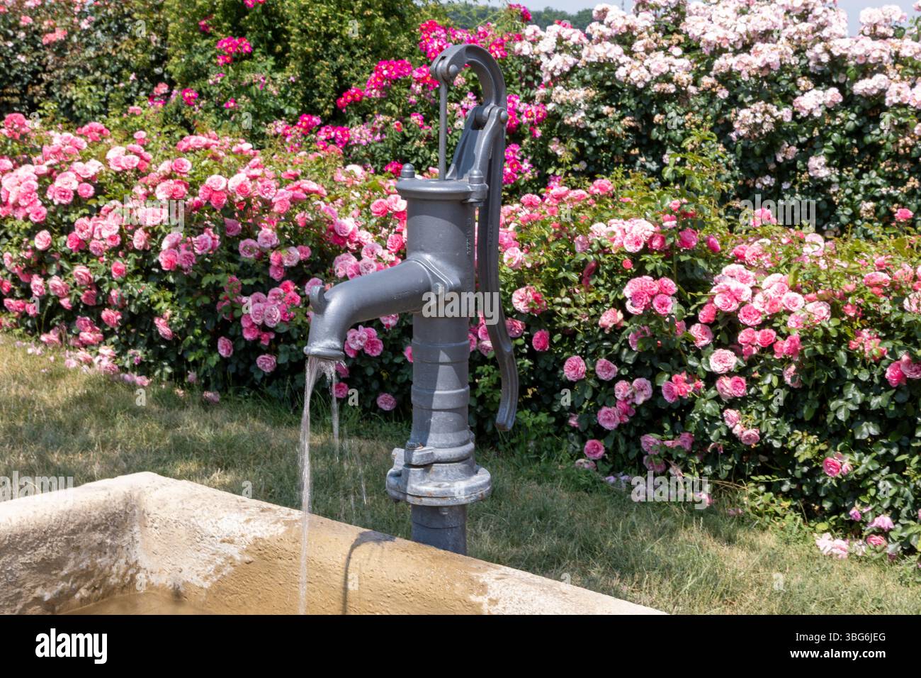 Old-fashioned water pump is pouring fresh water into a stone basin ...