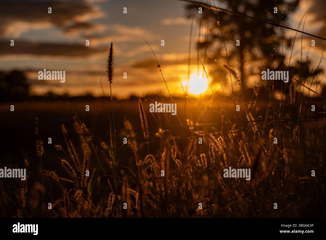 Autumn tree backlit sunset hi-res stock photography and images - Alamy