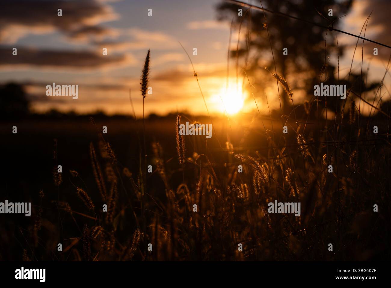 Autumn tree backlit sunset hi-res stock photography and images - Alamy