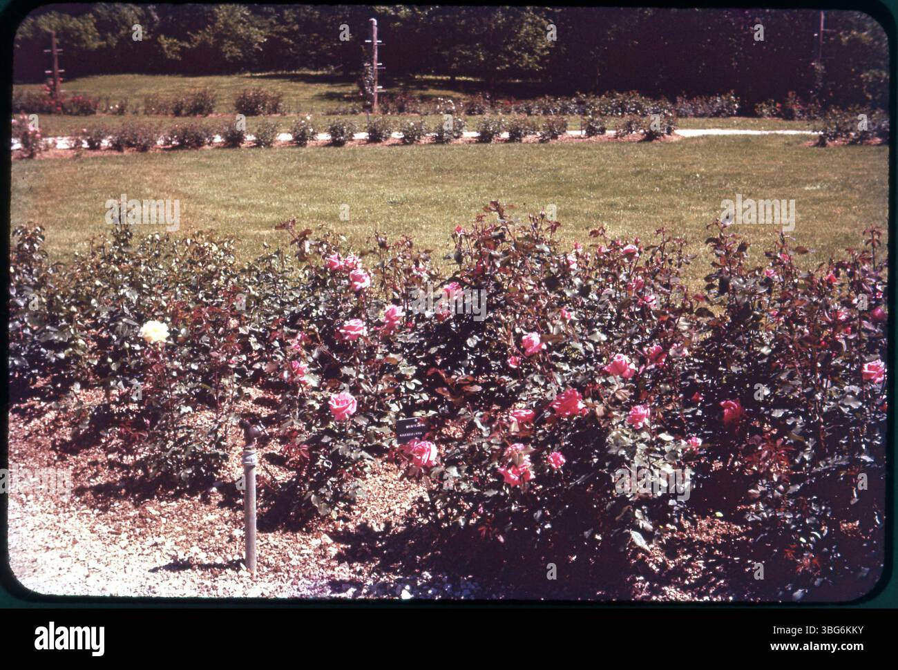 This image shows the vibrant display of roses at the Park of Roses, a ...