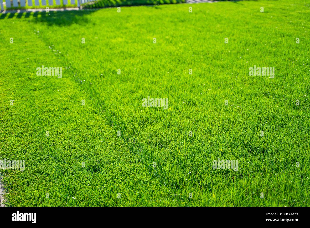 Green lawn during lawn mowing on a sunny day. Grass before and after ...