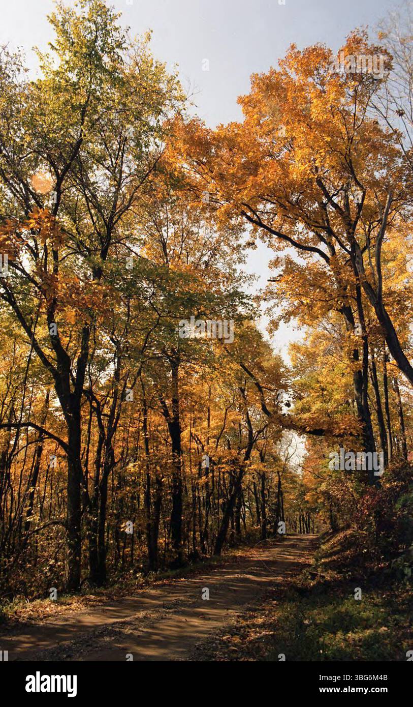 Photograph of vibrant fall foliage captured by A. V. Shirk in Hocking ...