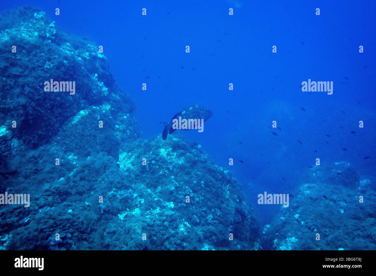 Underwater photograph in the Mediterranean Sea of a Epinephelus ...