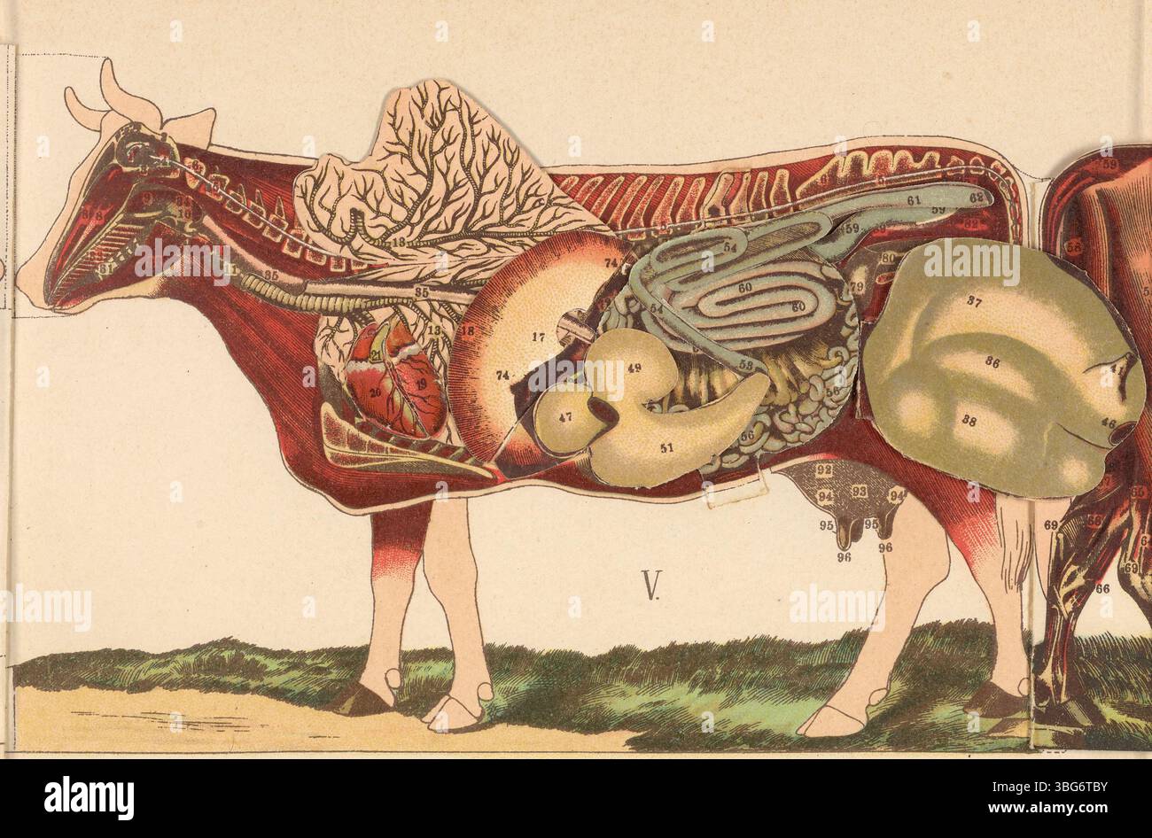 Anatomy cow organs hi-res stock photography and images - Alamy