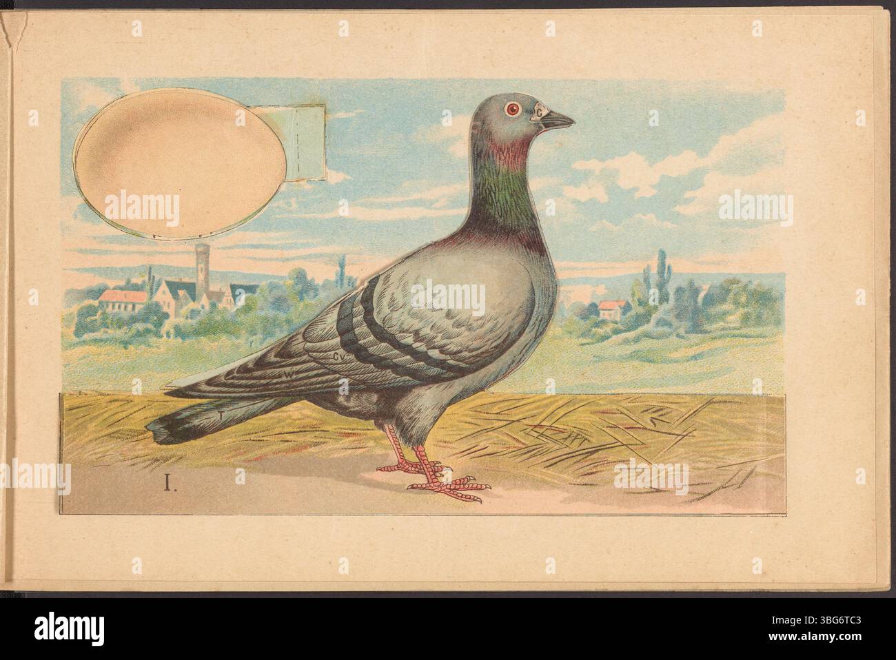 This 1924 Italian-language book 'Il Colombo' focuses on the anatomy of ...