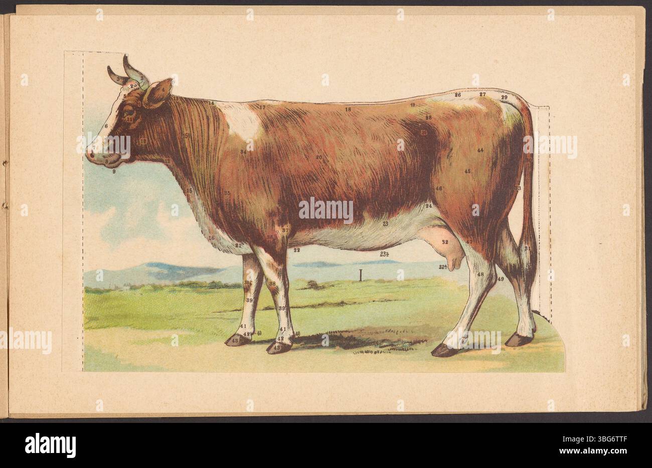 Page 15 of *La Vacca*, a 1924 book on the anatomy of dairy cattle ...