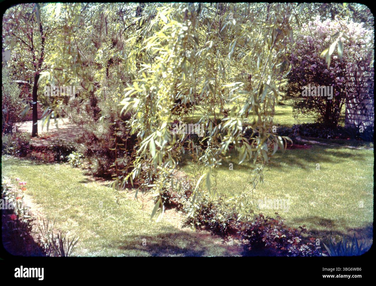 A photograph of the Mosbacher side yard, featuring a variety of shrubs ...