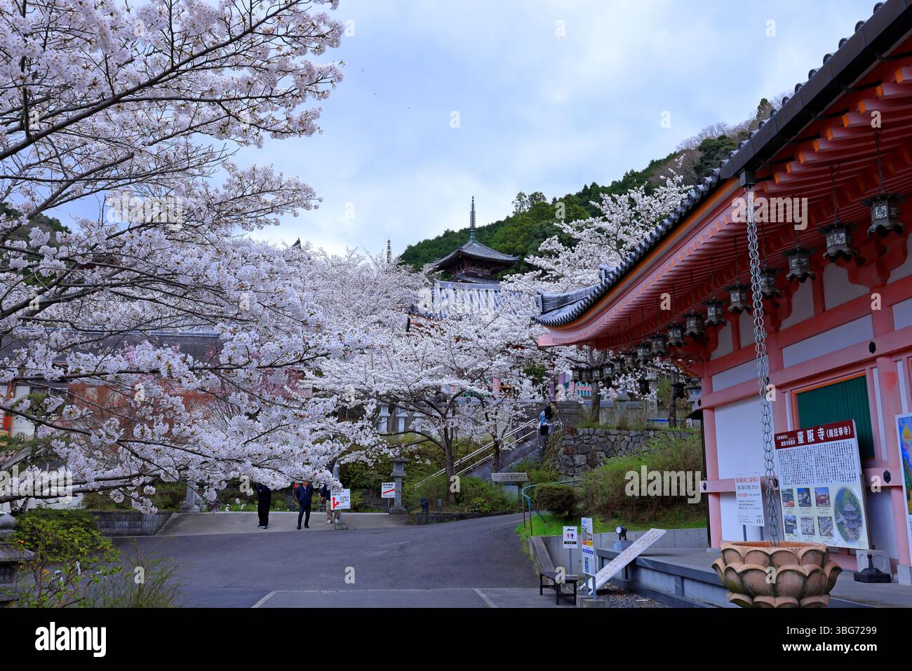 Tsubosaka-dera with cherry blossoms, with a large Buddha statue amidst ...