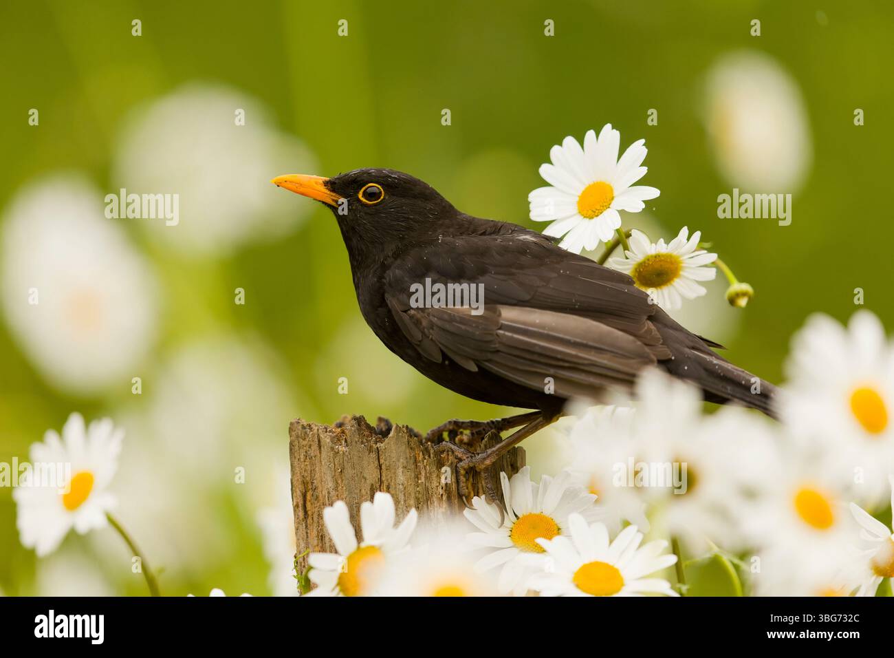 Common blackbird Turdus merula, adult male perched on stump among Oxeye ...