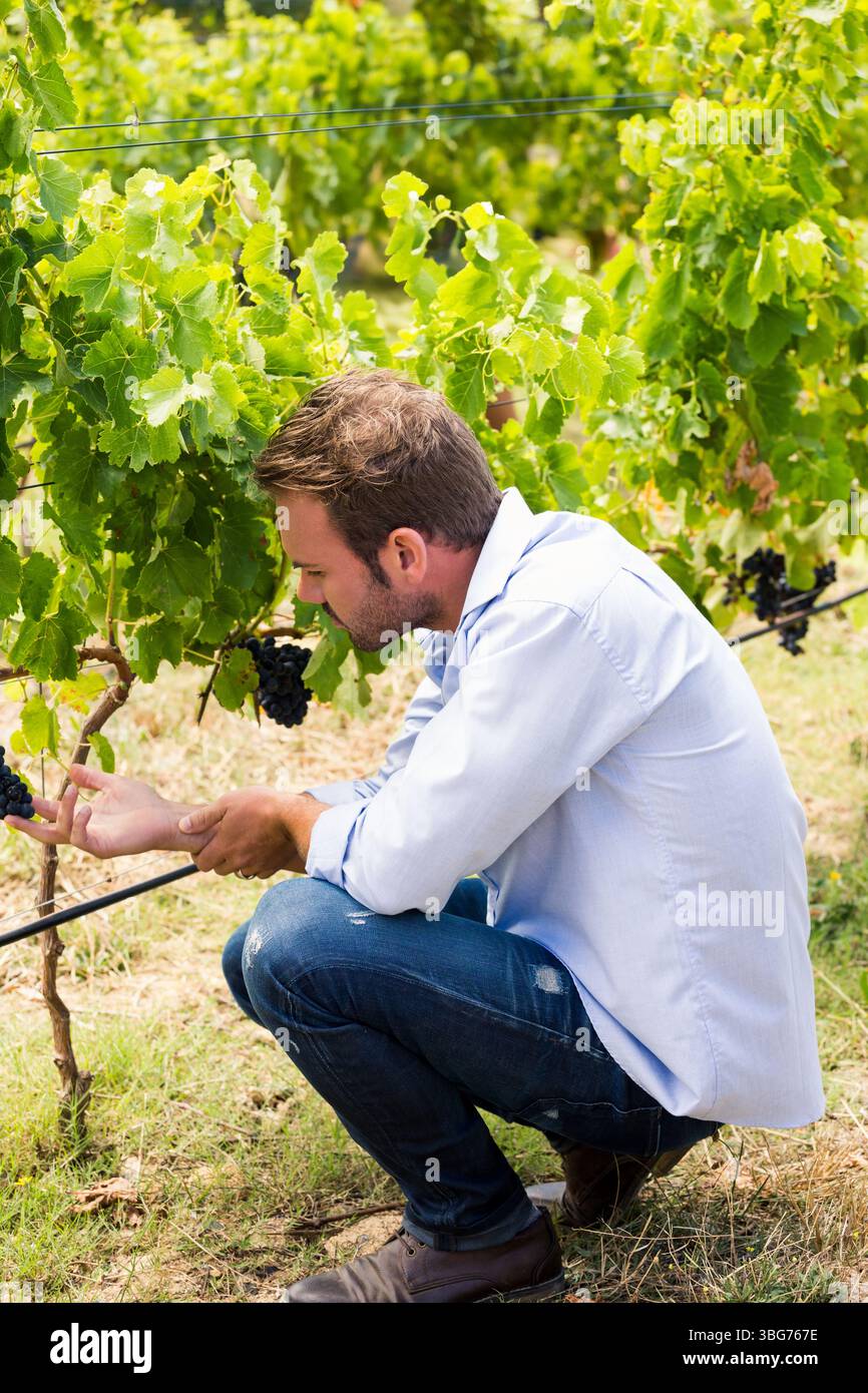 Man crouching in vineyard row examining dark grape cluster under green ...