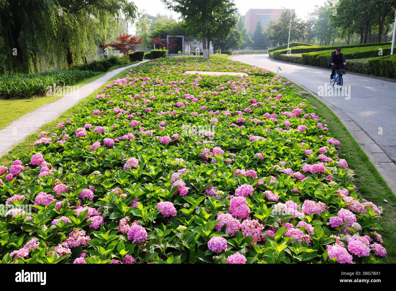 Hydrangea flowers are in full bloom at East China Normal University in ...