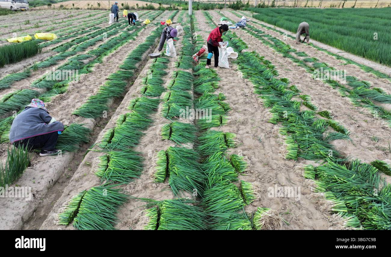 Farmers transplant scallions in the field in Yancheng City, east China ...