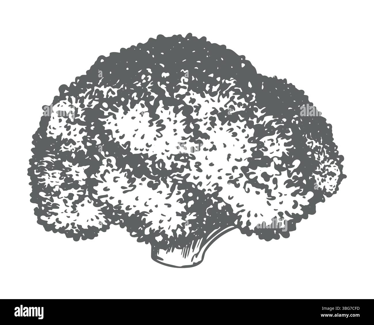 Old broccoli Stock Vector Images - Alamy