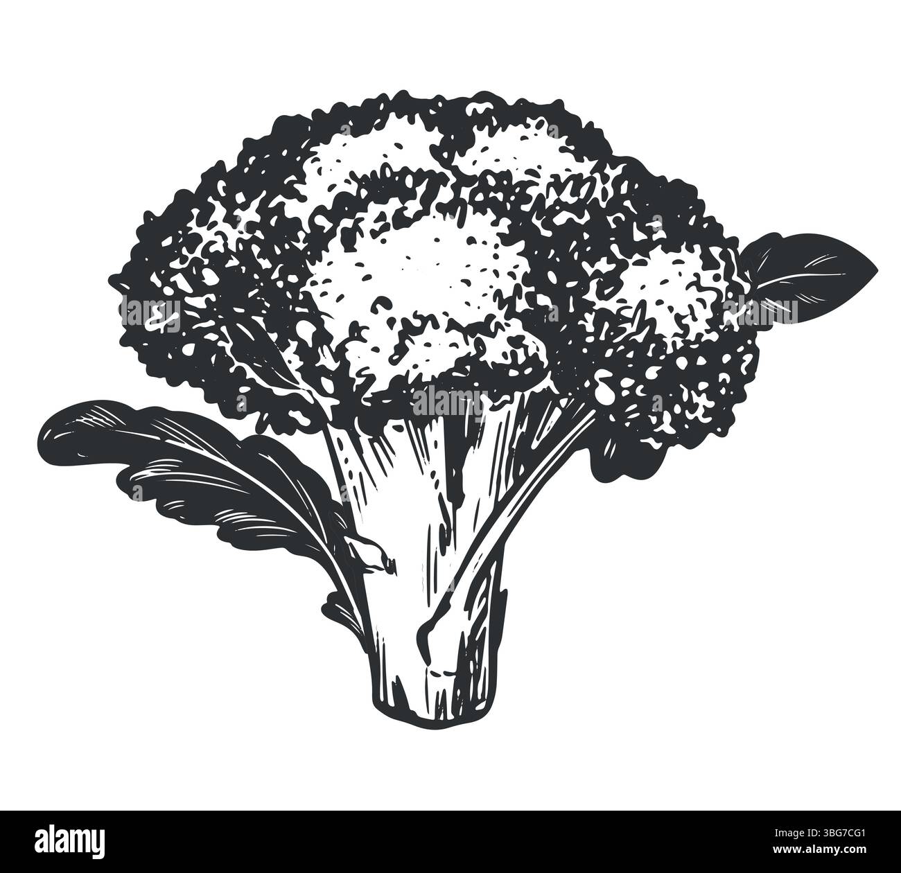 Vector sketch of broccoli. Hand drawn ink drawing of cabbage, imitation ...