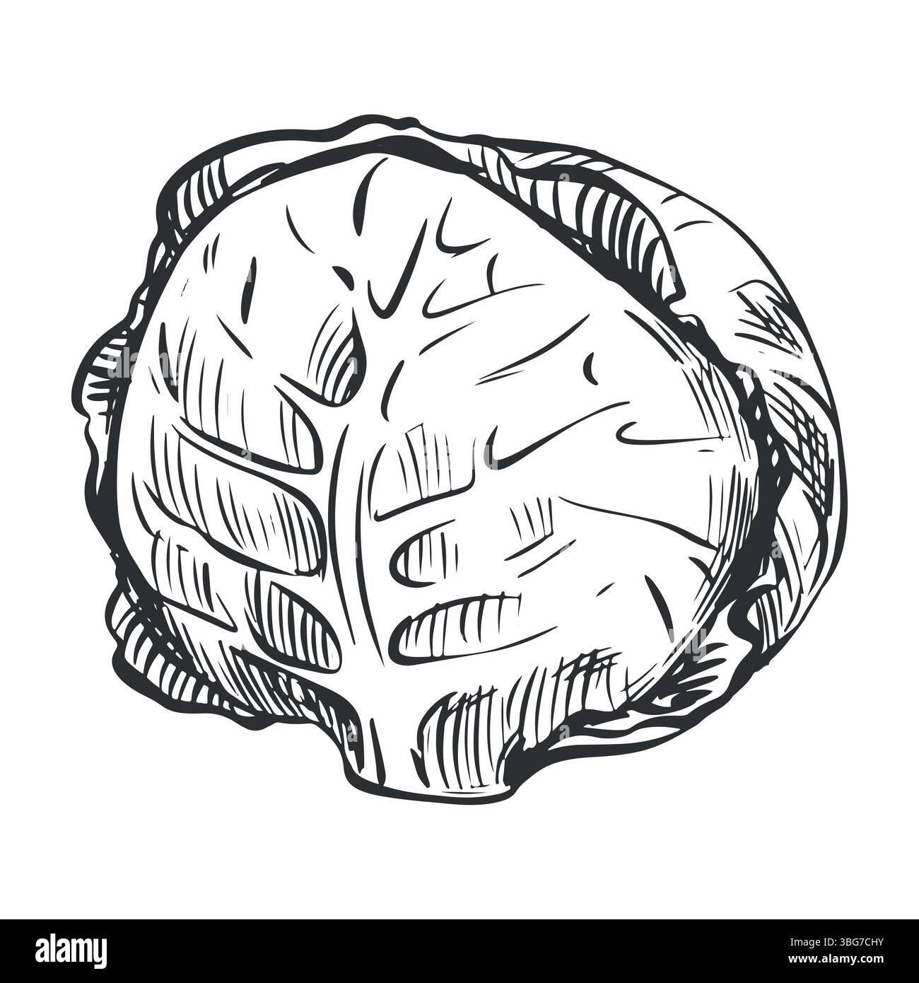 Cabbage leaf drawing hi-res stock photography and images - Alamy