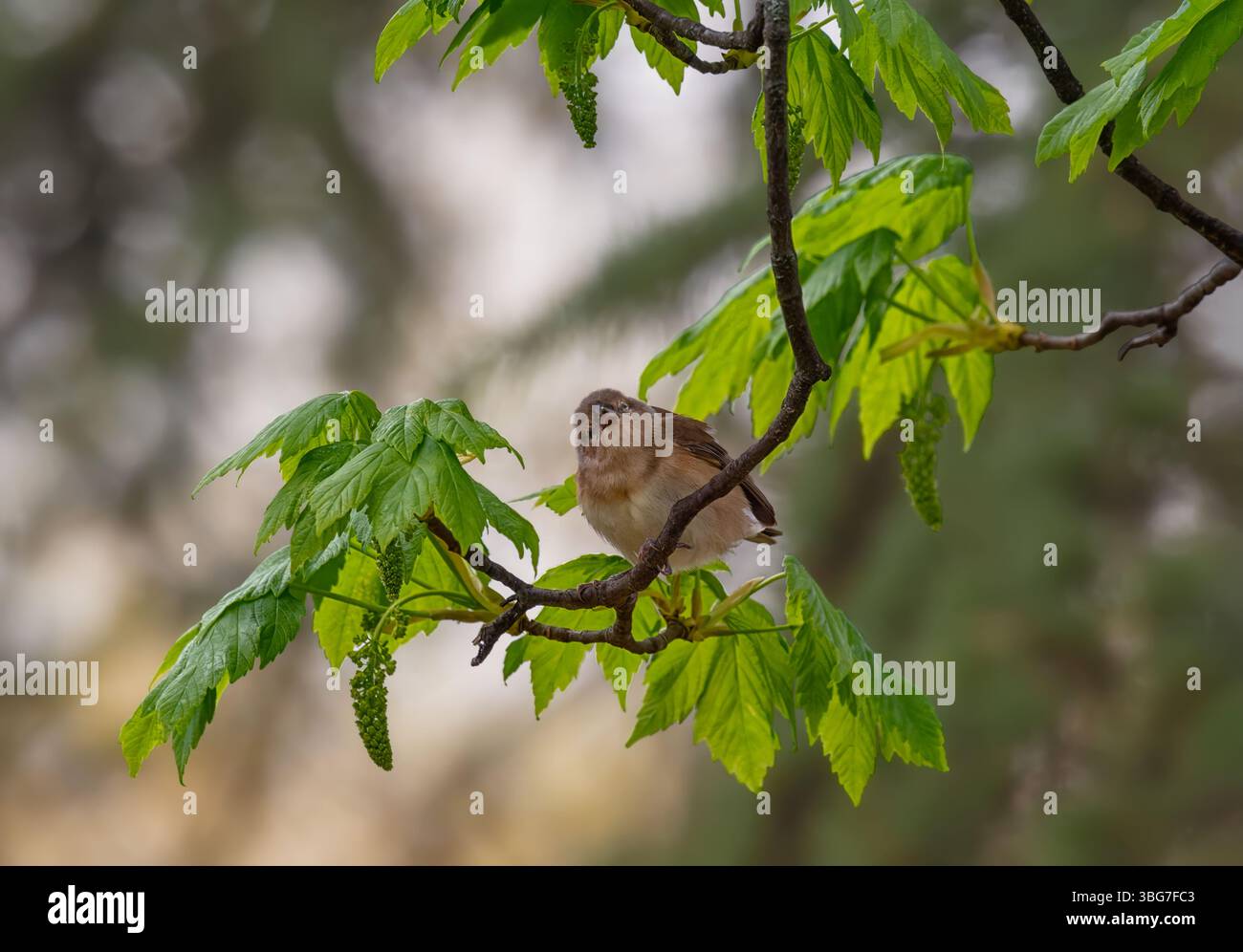 Treetop gaze hi-res stock photography and images - Alamy