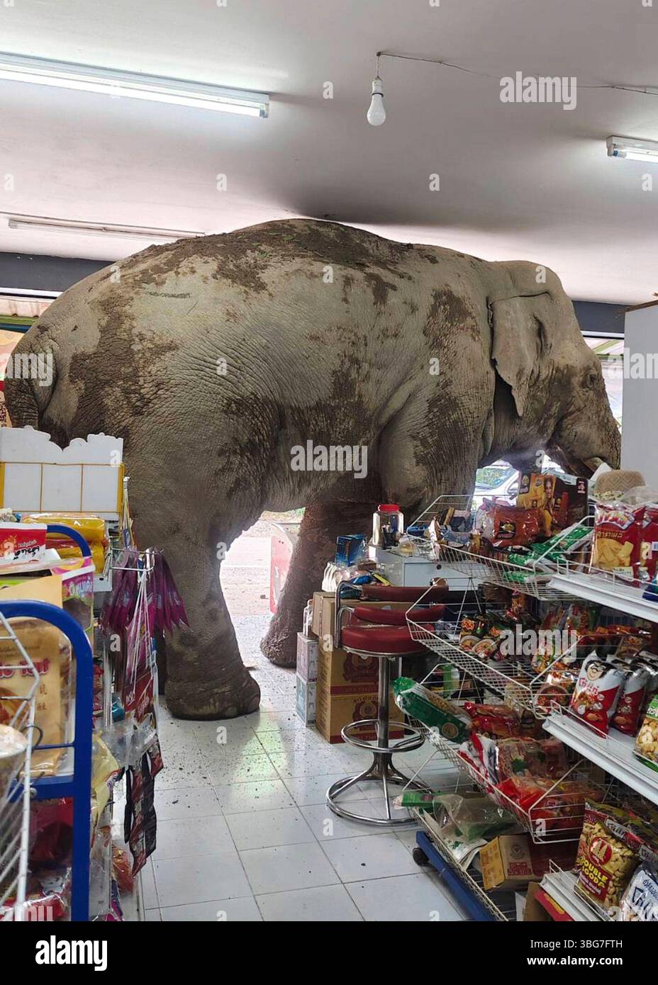 The male elephant, named Plai Biang Lek, ransacks sweet rice crackers ...
