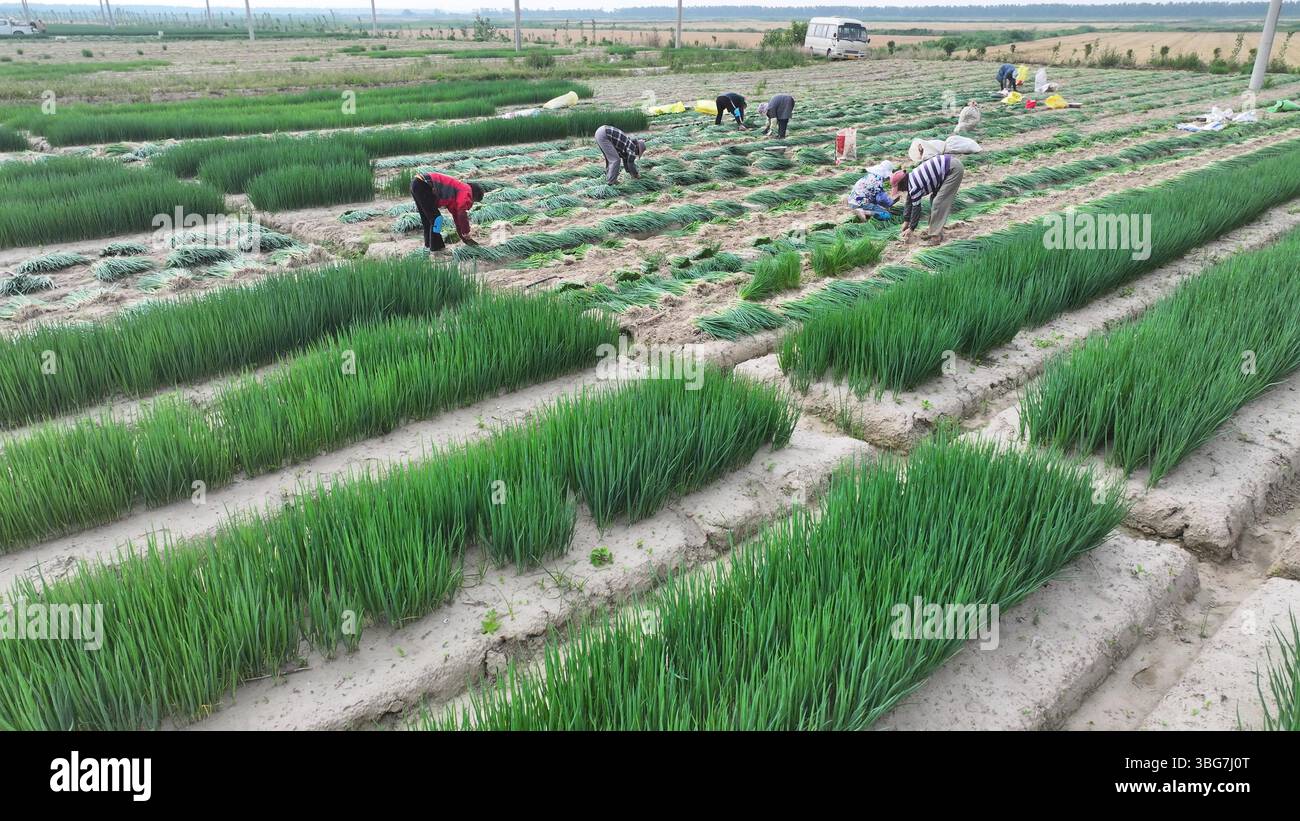 Farmers transplant scallions in the field in Yancheng City, east China ...