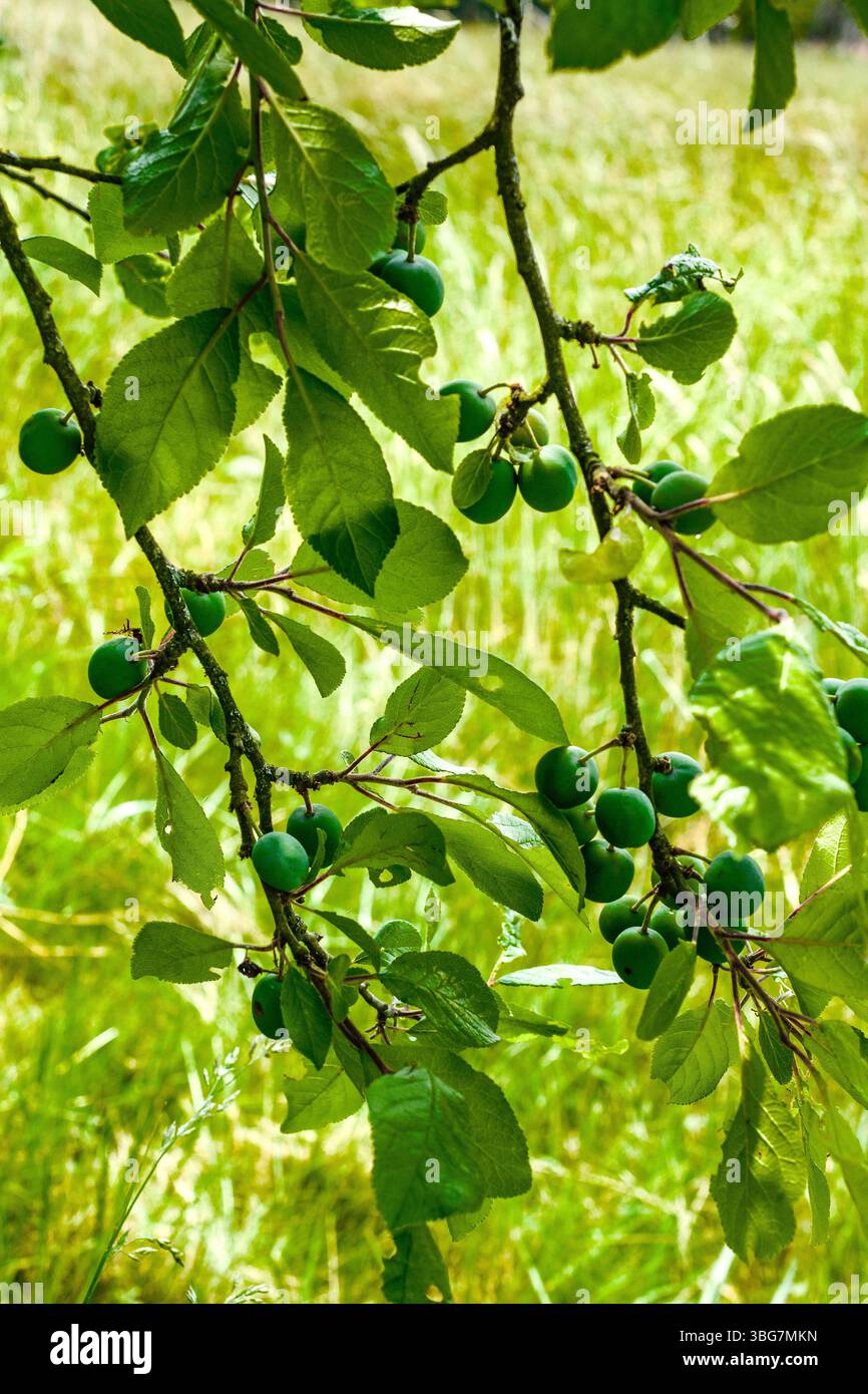 Mirabelle plum fruits ripening (will turn from green to yellow ...