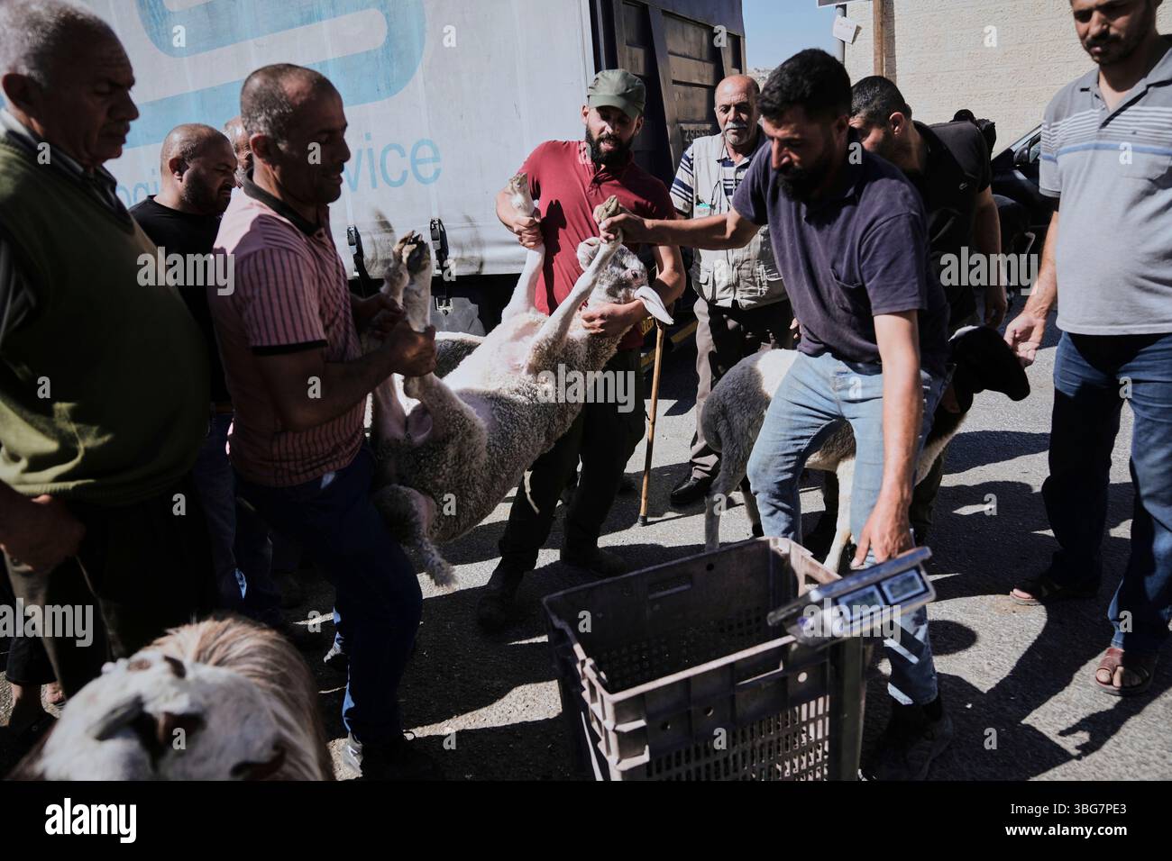 Palestinians purchase livestock in preparation for the Muslim holiday ...