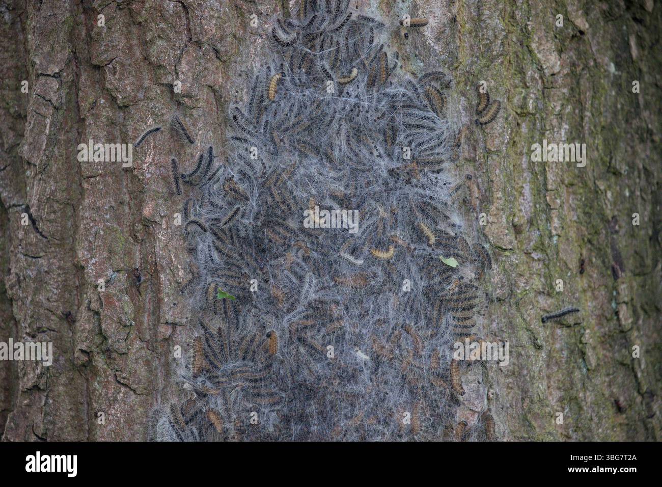 03.06.2025, xtgx, In Rühen im Landkreis Gifhorn Niedersachsen breitet ...